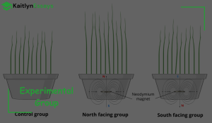 How to Identify an Experimental Group: Examples